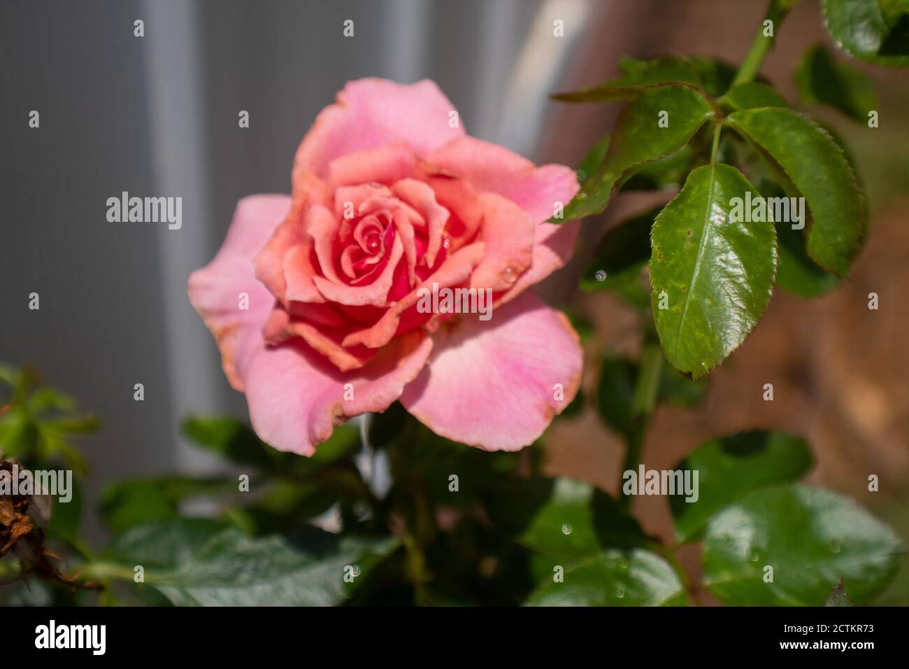Frozen raindrops in front of a pink rose Stock Photo - Alamy