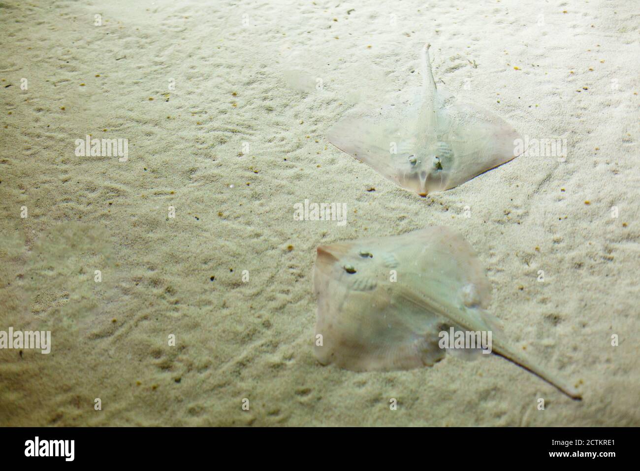 GREY STINGRAY SWIMMING ON SAND BOTTOM Stock Photo - Alamy