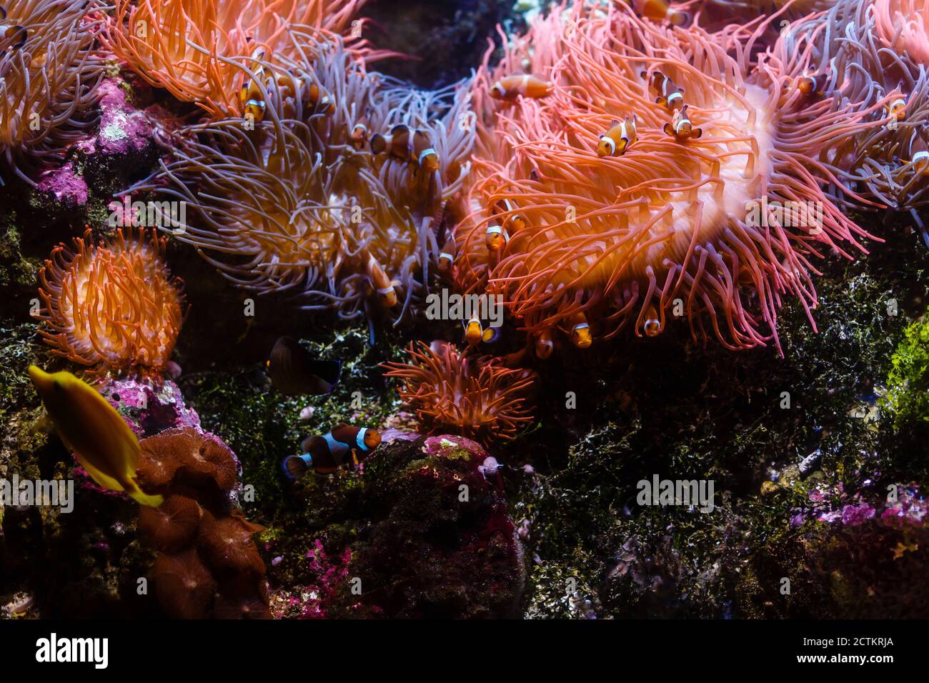 Little colorful fish, bright coral reef in aquarium. Underwater life ...