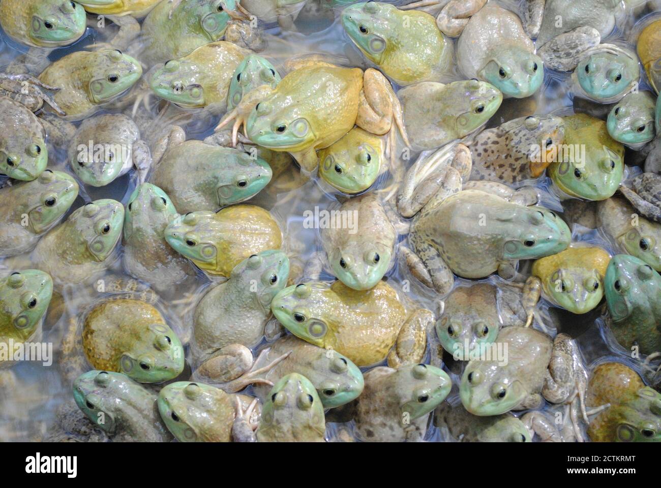Bullfrogs farming in Malaysia Stock Photo - Alamy
