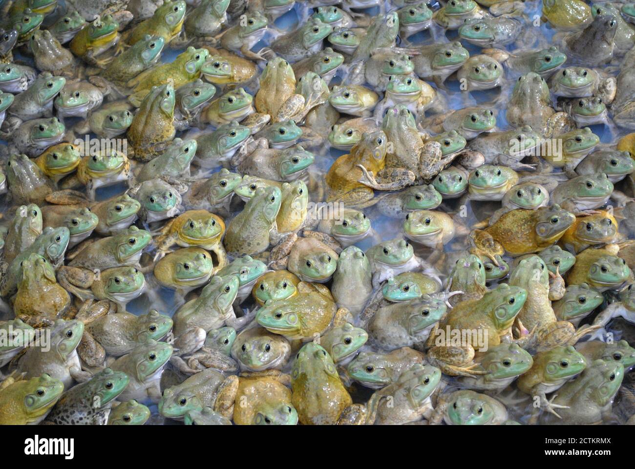 Bullfrogs farming in Malaysia Stock Photo - Alamy