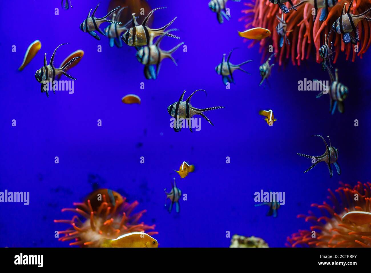 Little colorful fish, bright coral reef in aquarium. Underwater life ...