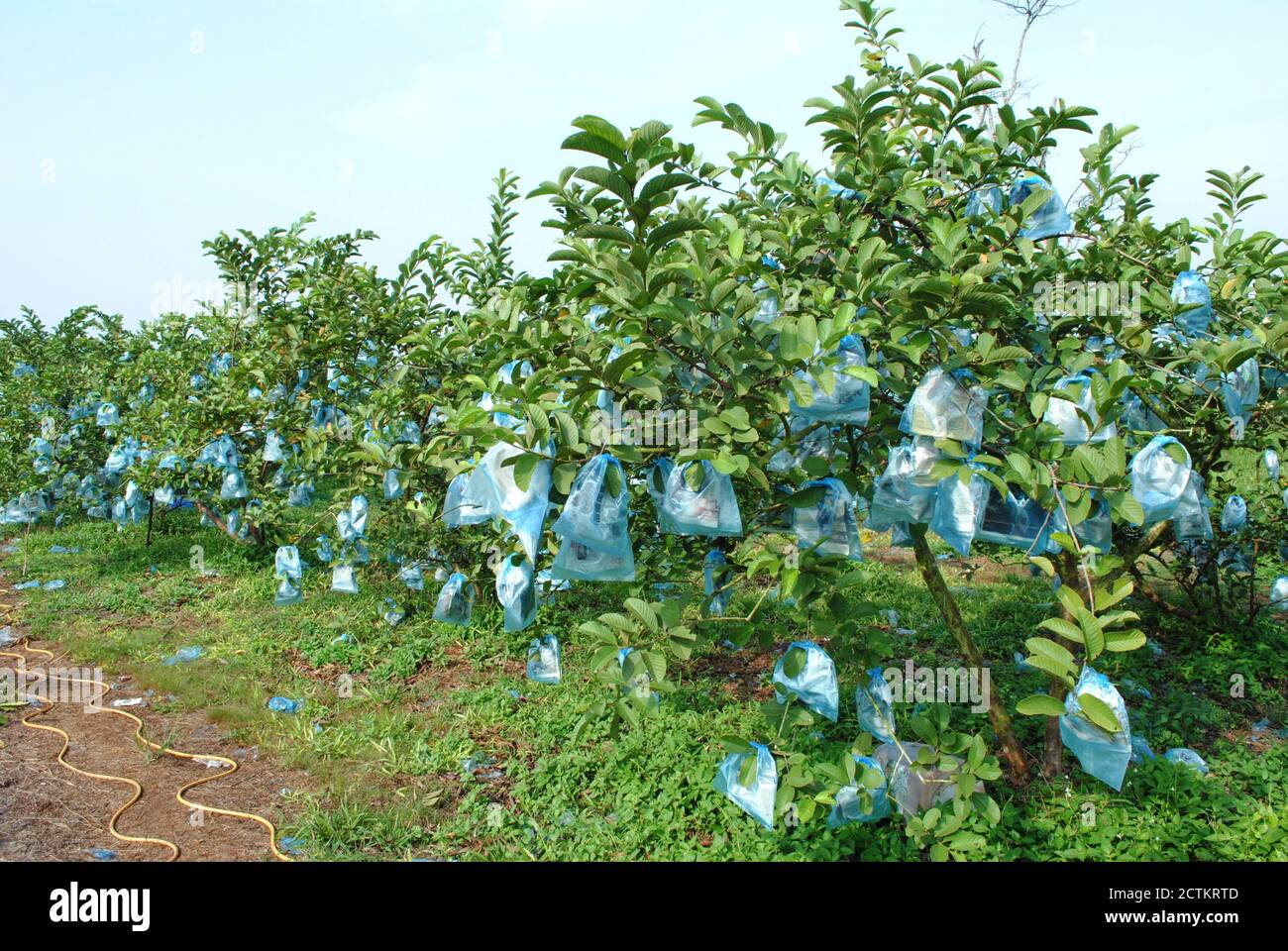 Guava trees grow in farm Stock Photo - Alamy