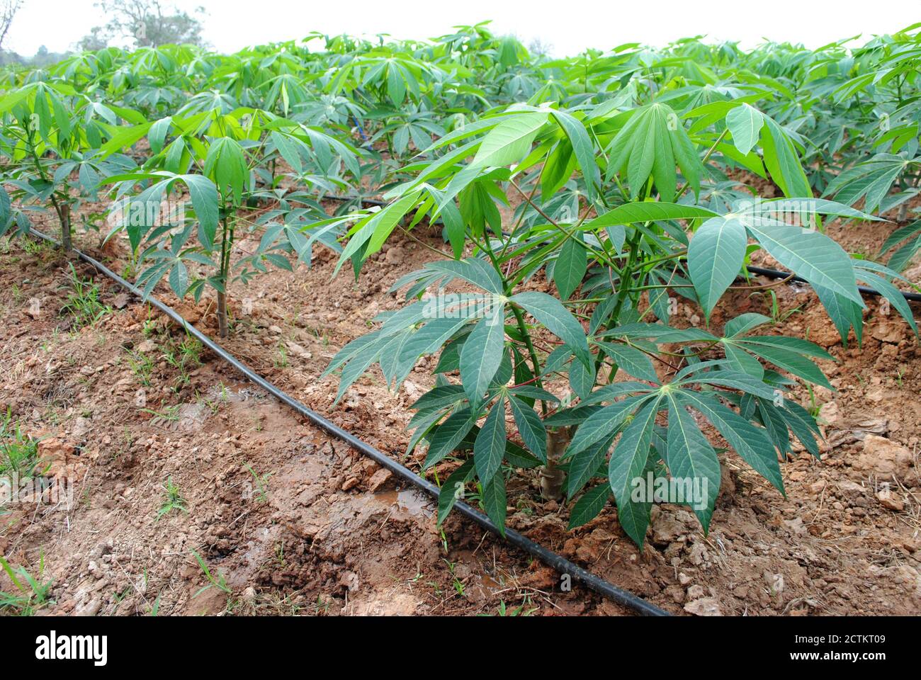 Cassava plants grow in farm Stock Photo - Alamy