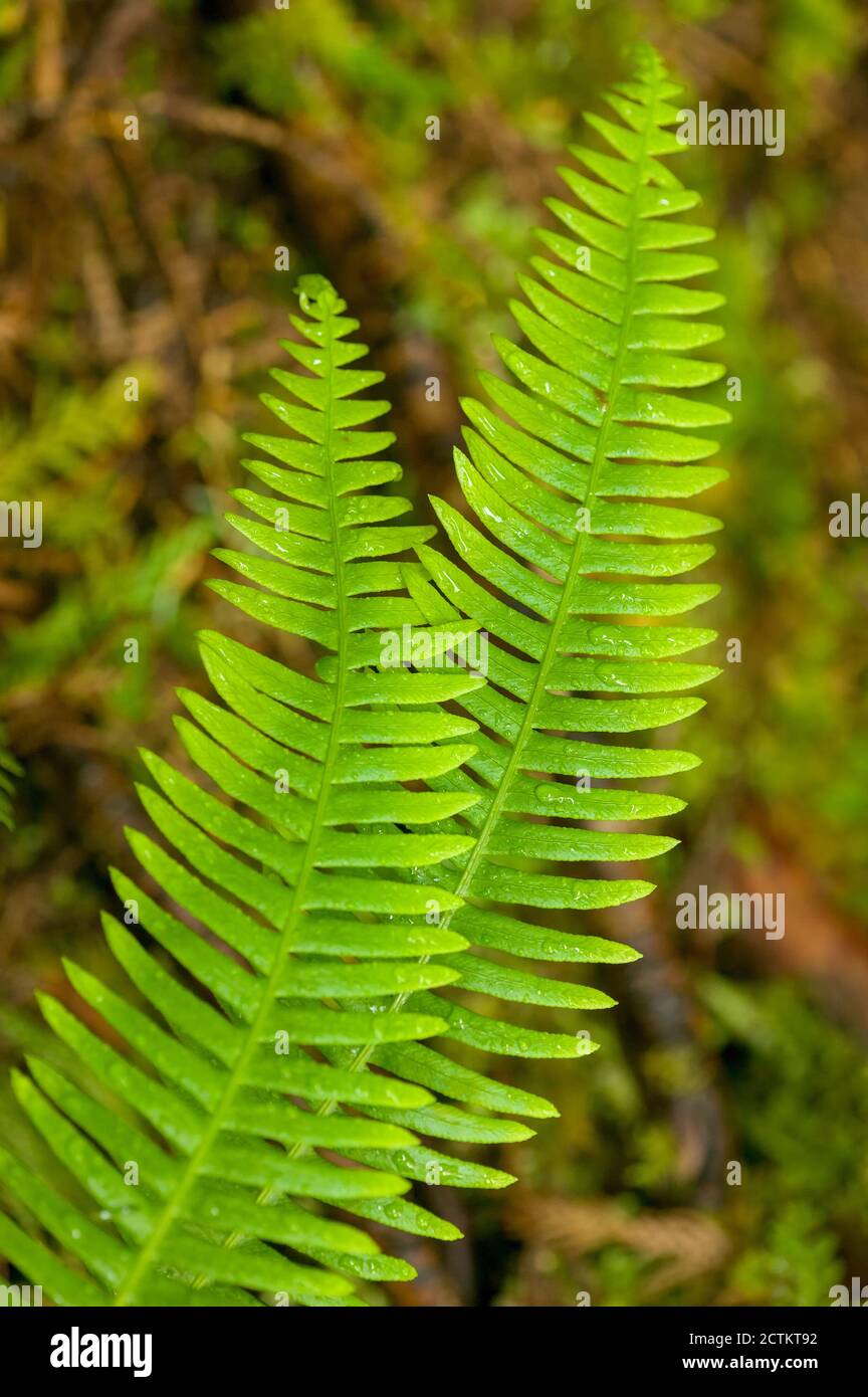 Indian Fern