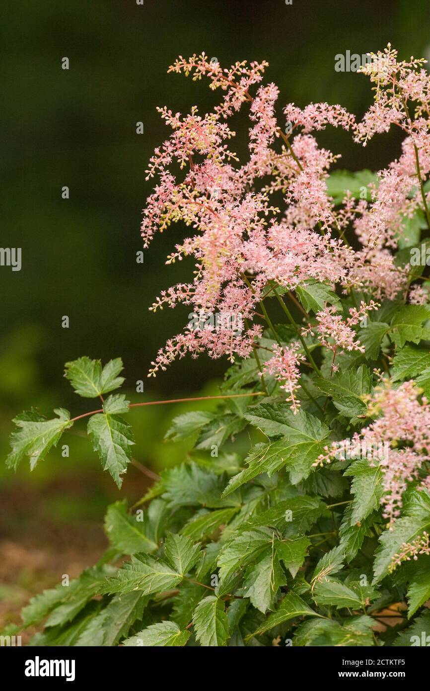 Issaquah, Washington, USA. Astilbe is a perennial shade plant with ...