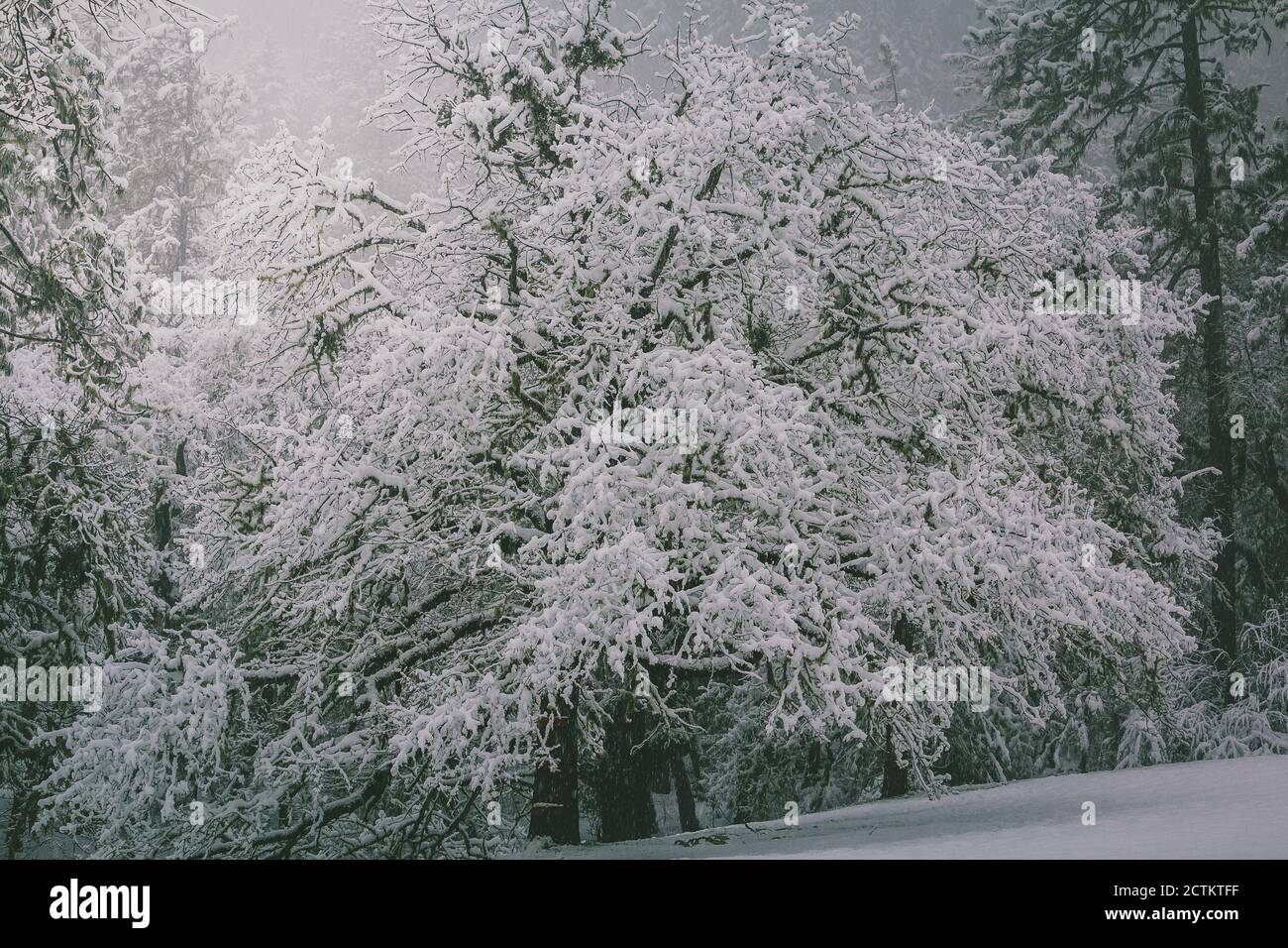 Mature oak tree covered in snow on a mountainside in a beautiful ...