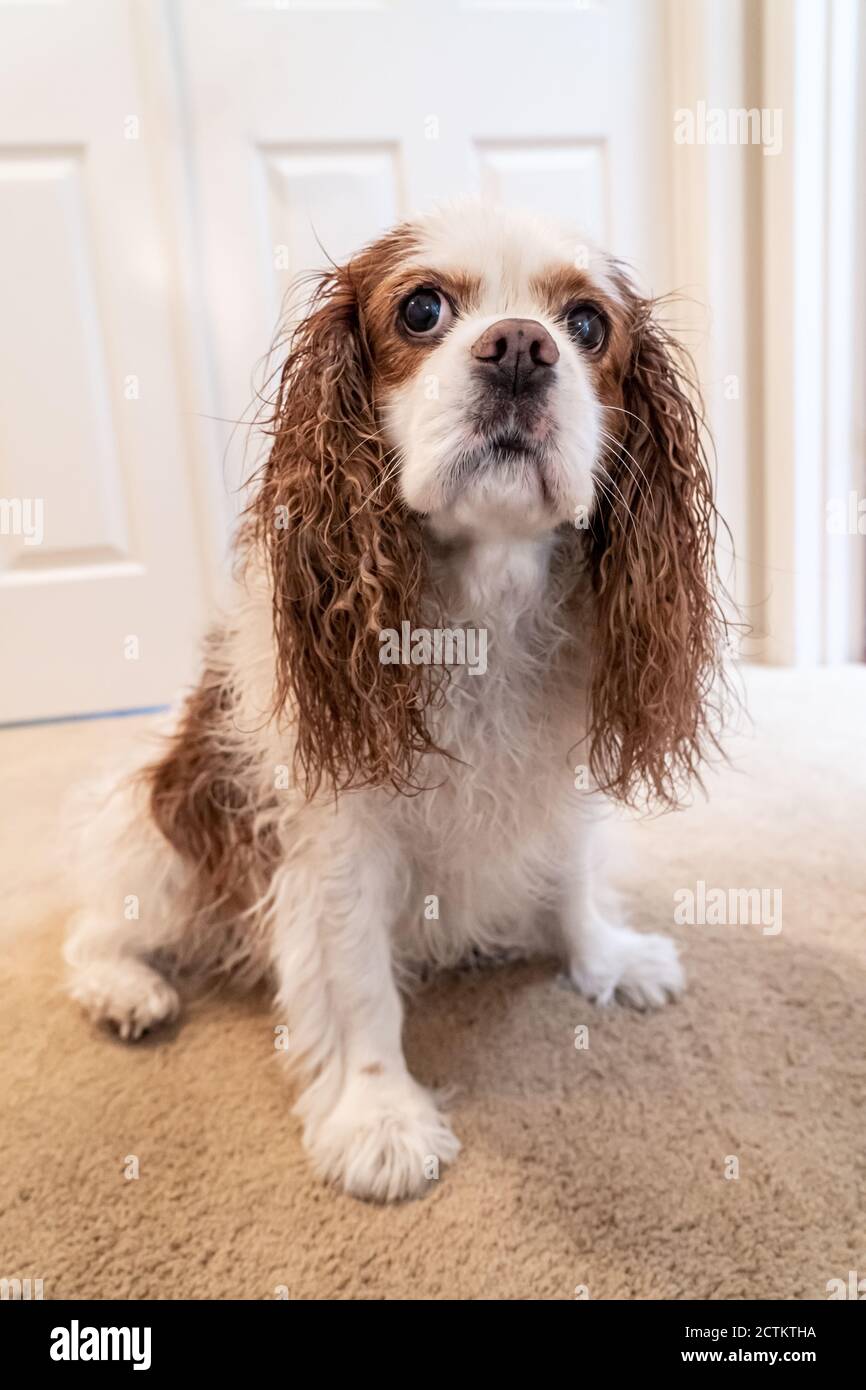 Sad face cute unhappy hi-res stock photography and images - Alamy