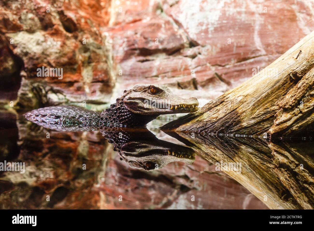 little crocodile image contains some noise Stock Photo - Alamy