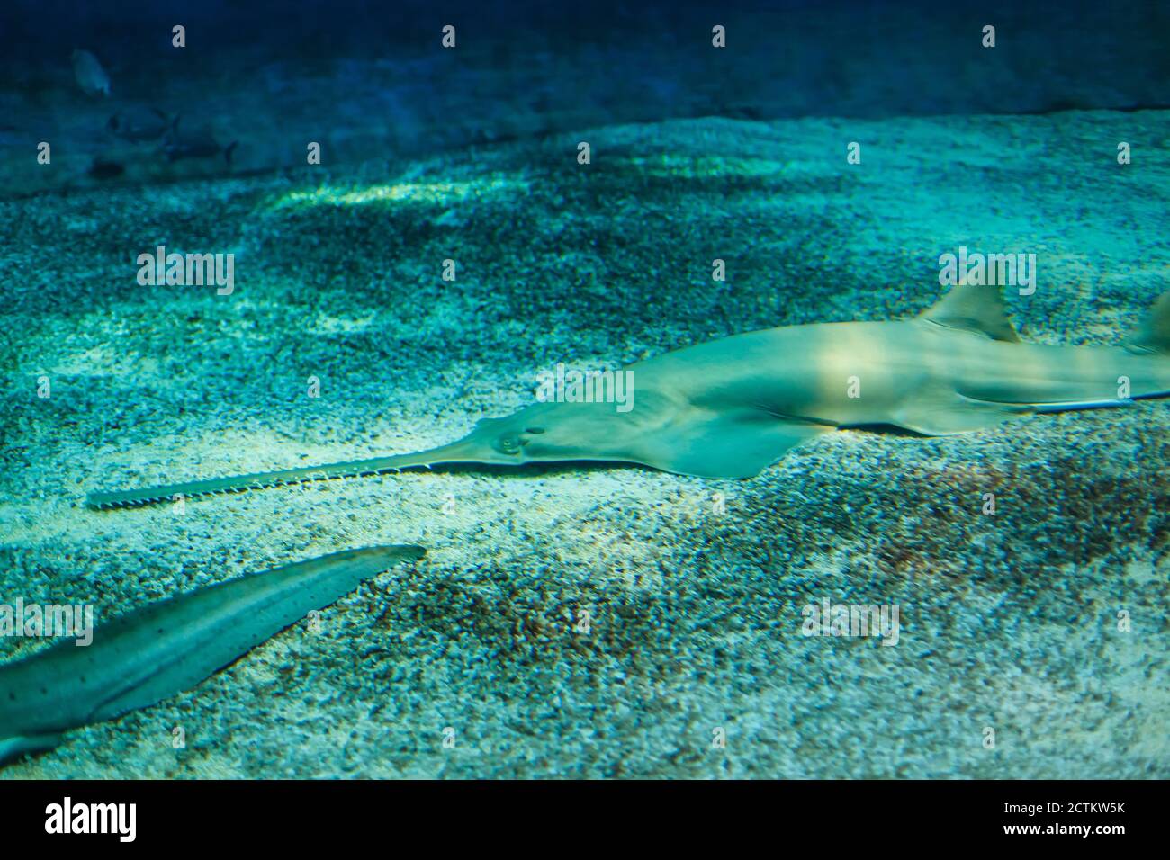 Sawfish in ocean hi-res stock photography and images - Alamy