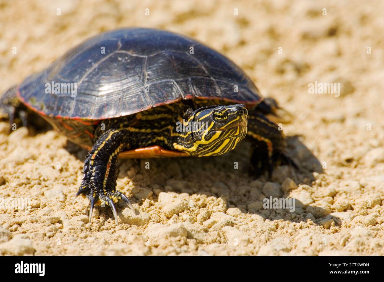 Lost mound wildlife refuge hi-res stock photography and images - Alamy