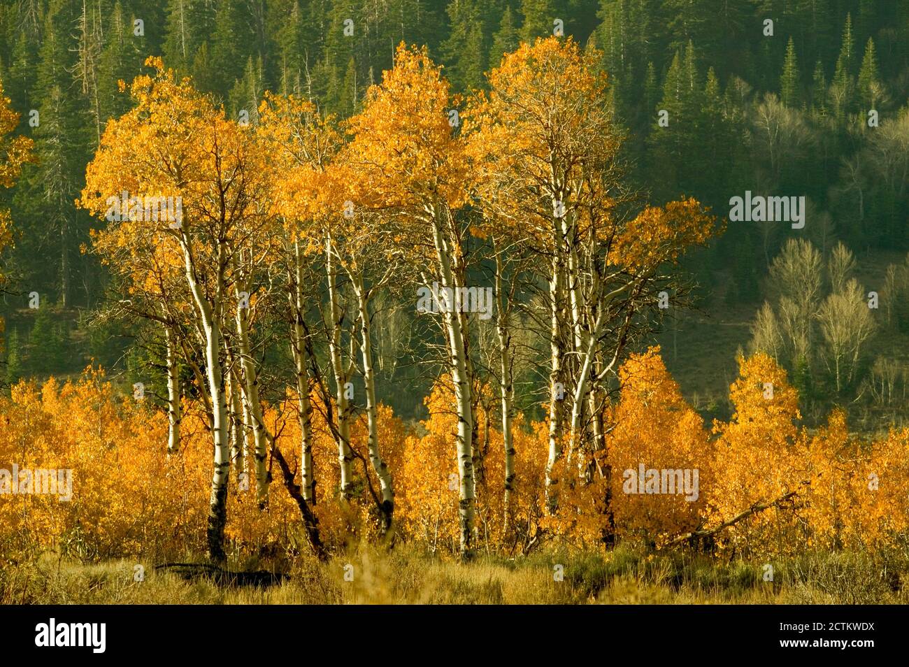 Central Sierra Nevada Mountains, California, USA. Quaking Aspen trees ...
