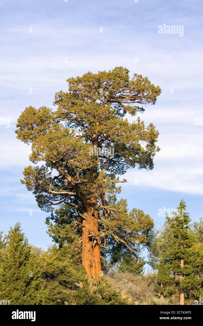 Western juniper juniperus occidentalis hi-res stock photography and ...