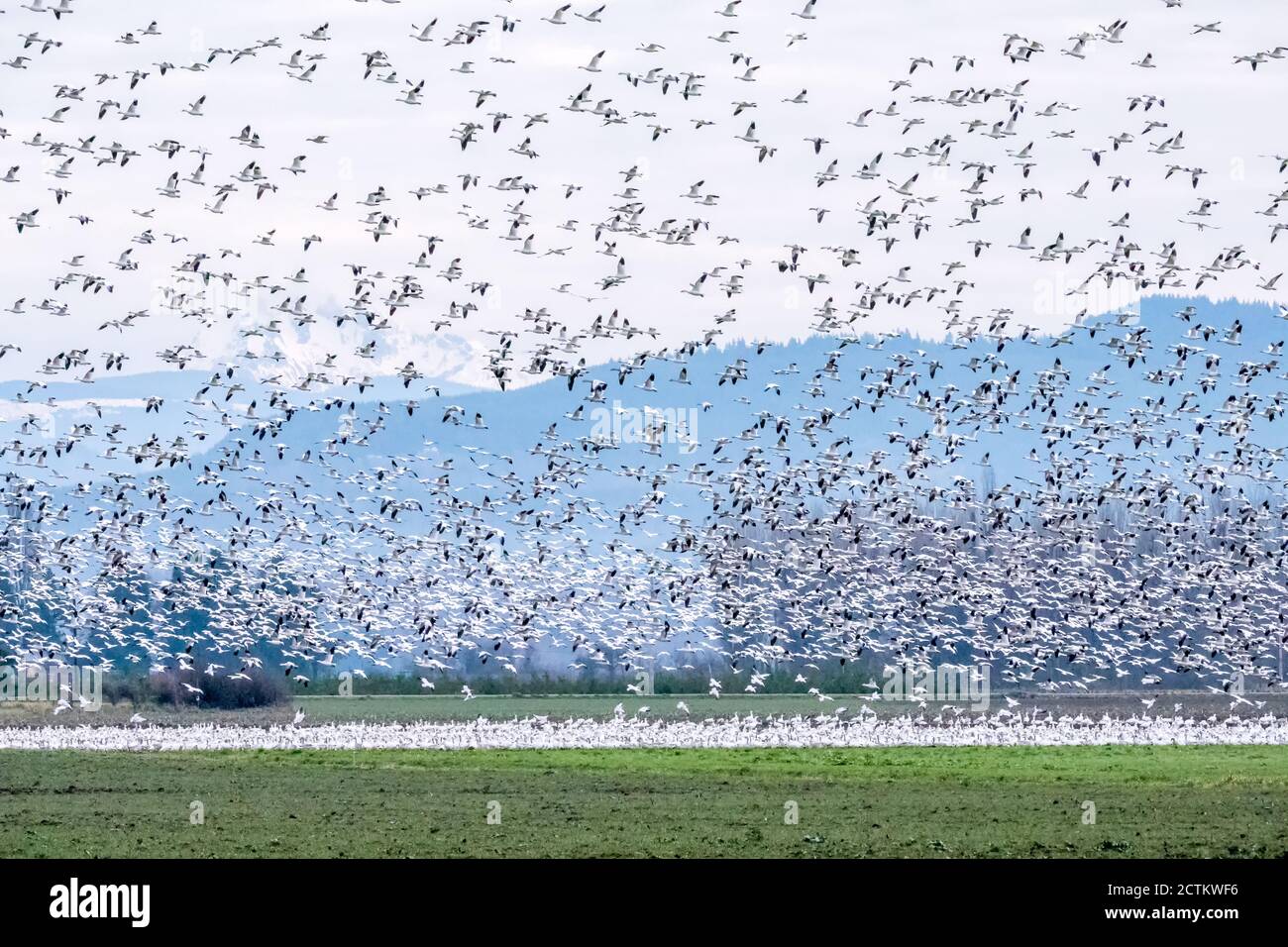 Flying Crowded Field Winter Migration High Resolution Stock Photography ...