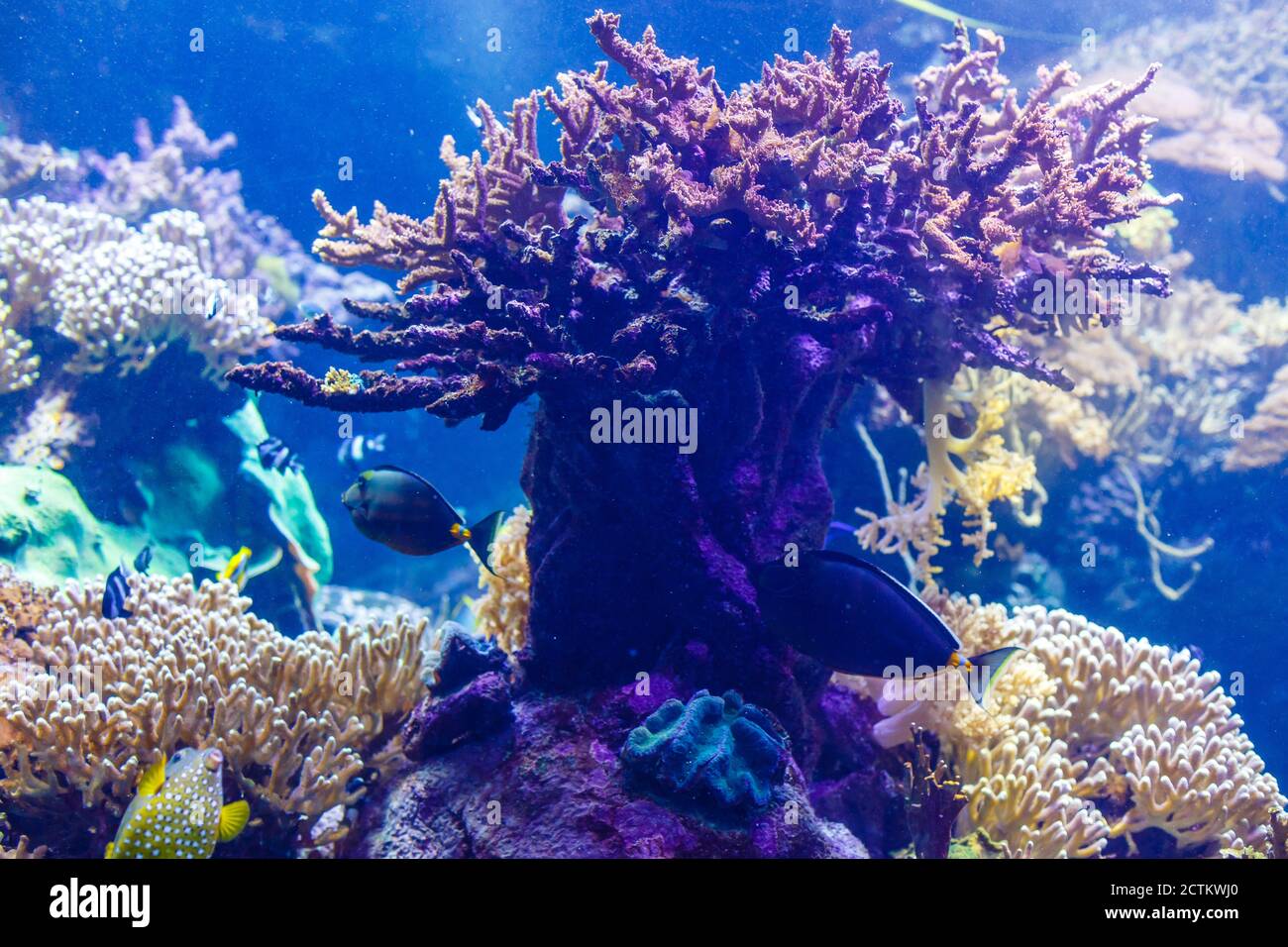 Little colorful fish, bright coral reef in aquarium. Underwater life ...