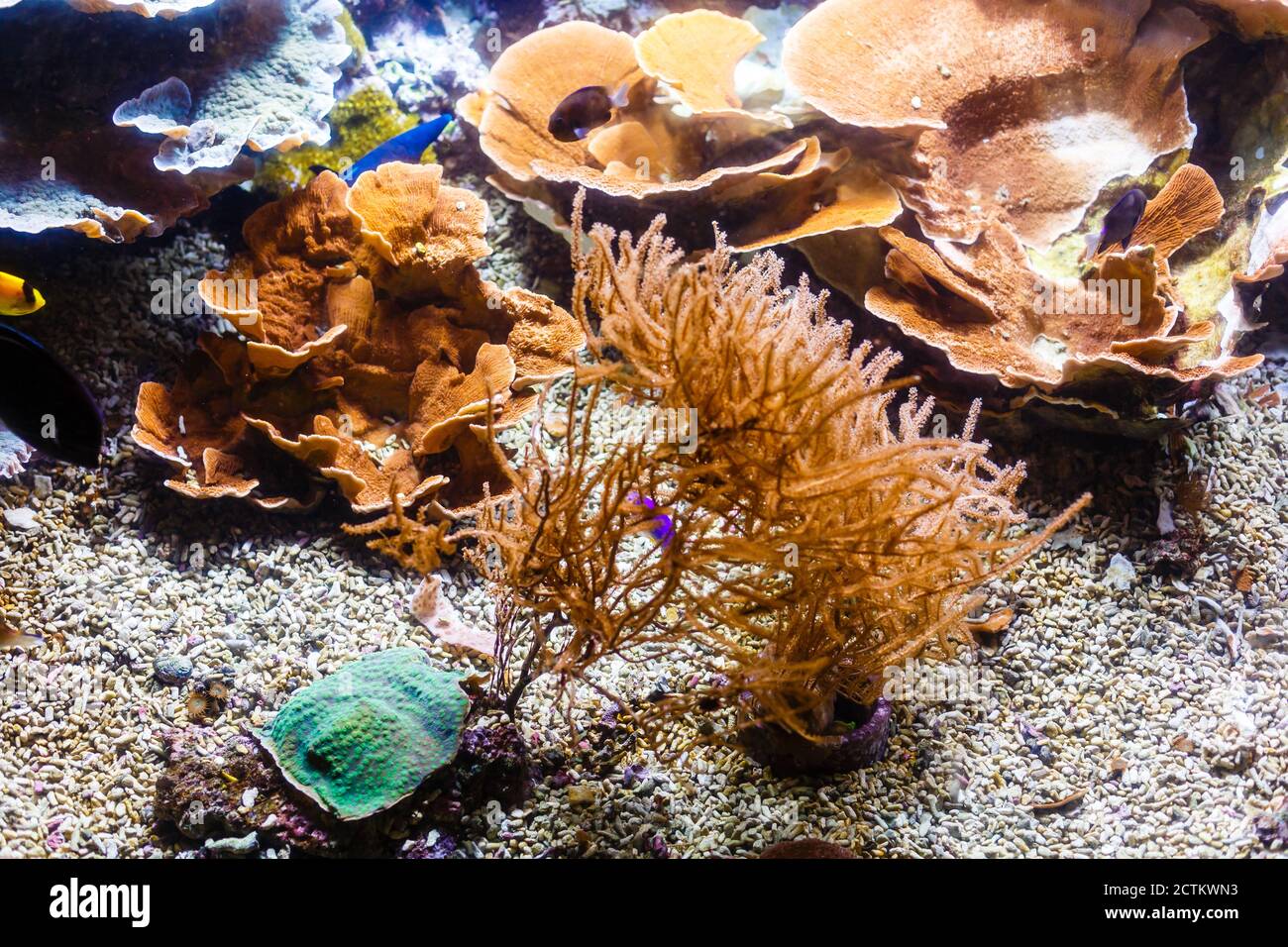 Little colorful fish, bright coral reef in aquarium. Underwater life ...