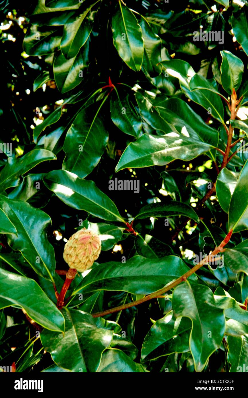 Magnolia tree bud hi-res stock photography and images - Alamy