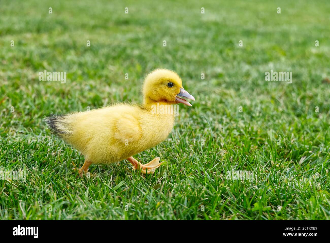 Duck Beak High Resolution Stock Photography and Images - Alamy