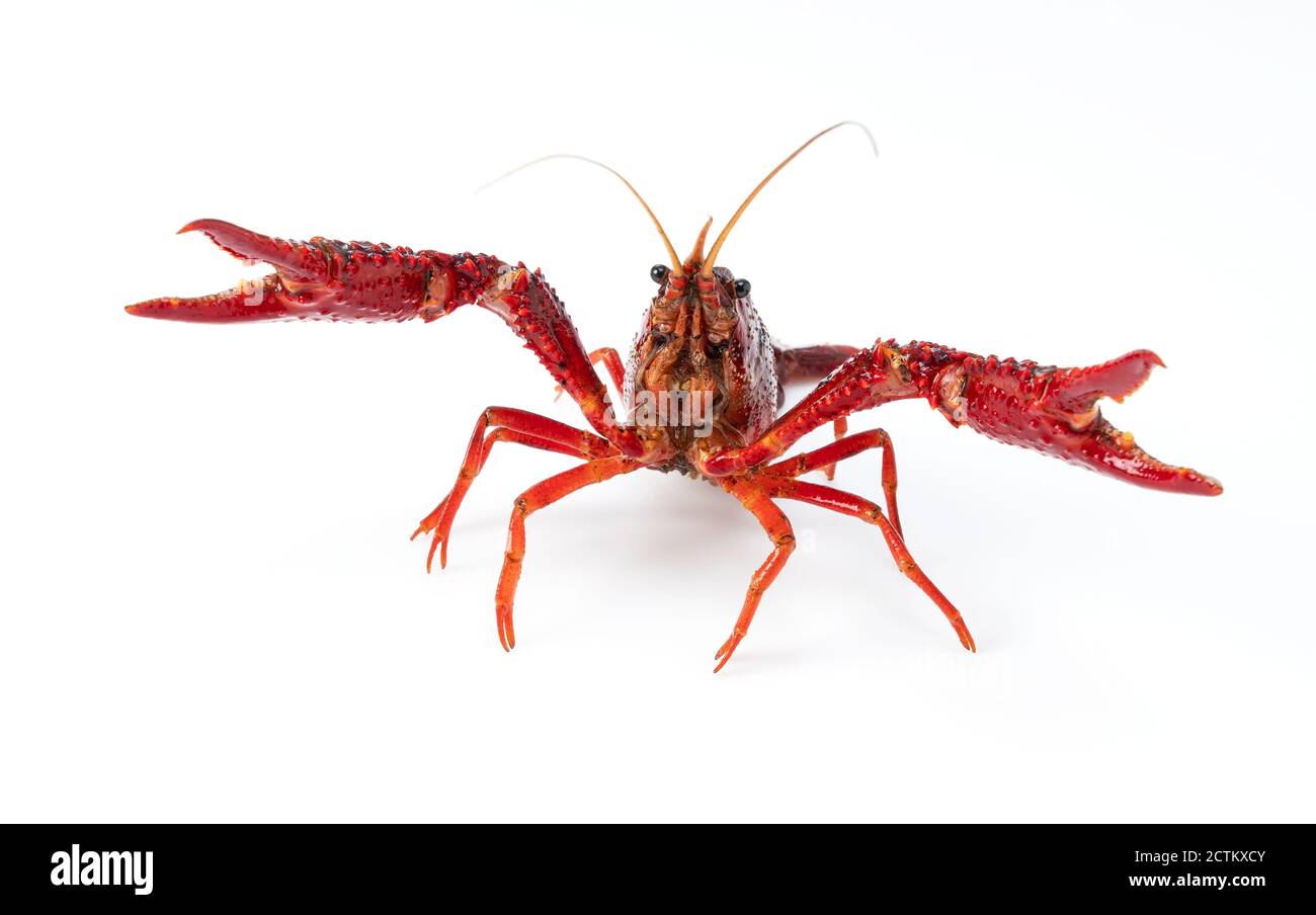 American crayfish on a white background Stock Photo - Alamy American crayfish on a white background Stock Photo - Alamy