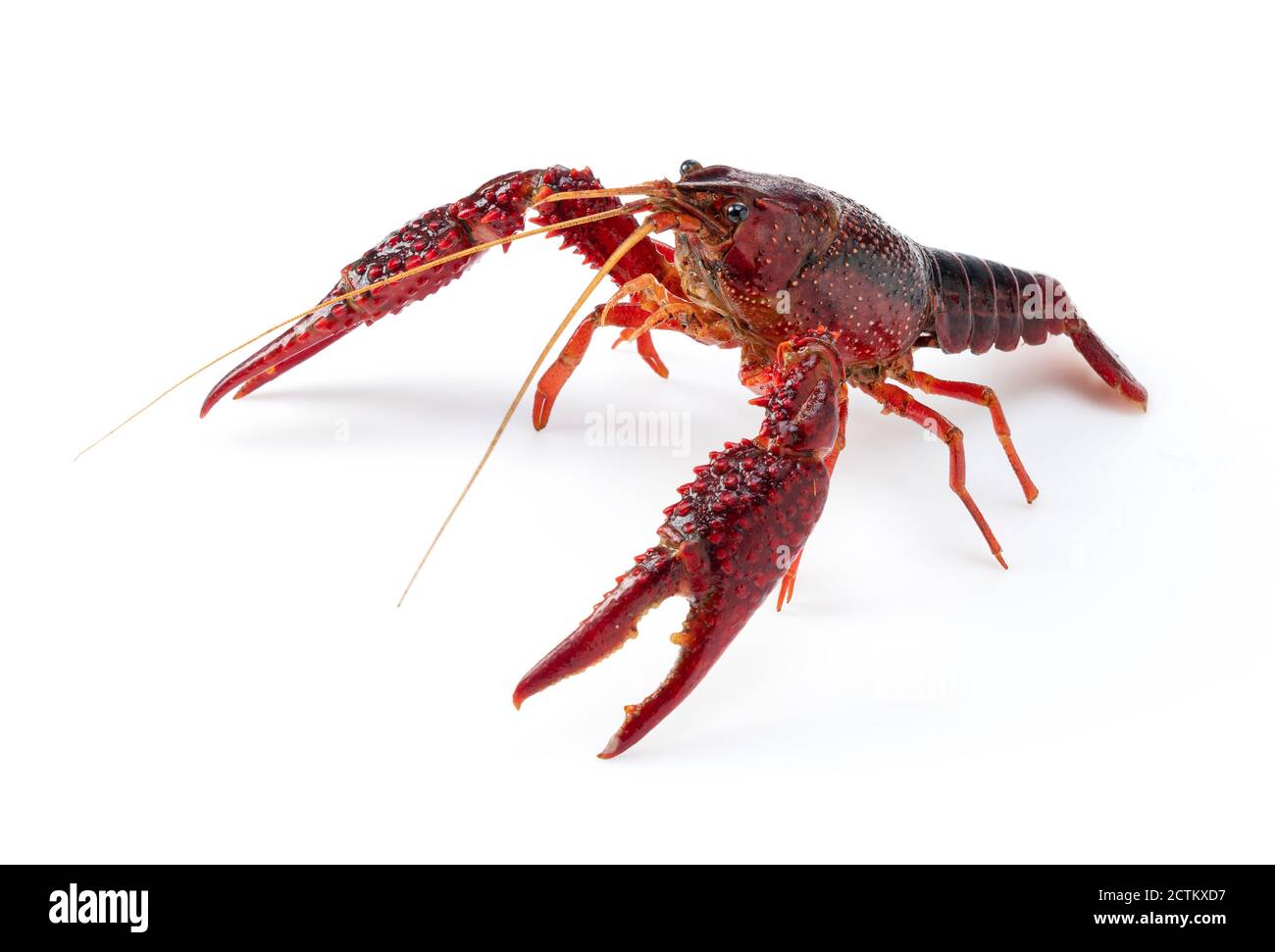 American crayfish on a white background Stock Photo - Alamy