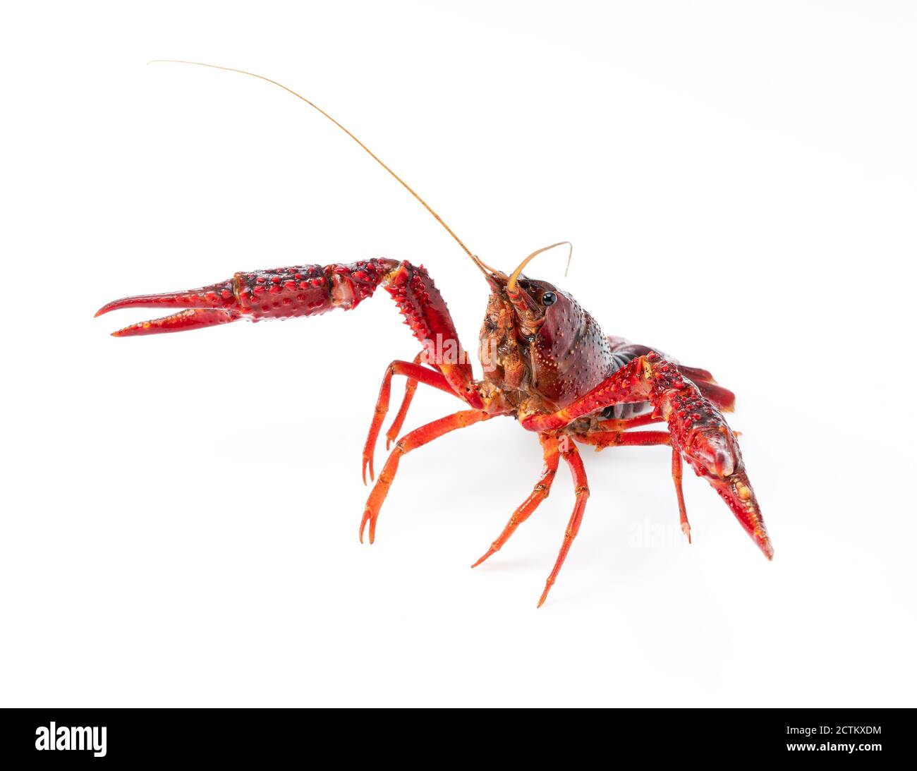 American crayfish on a white background Stock Photo - Alamy