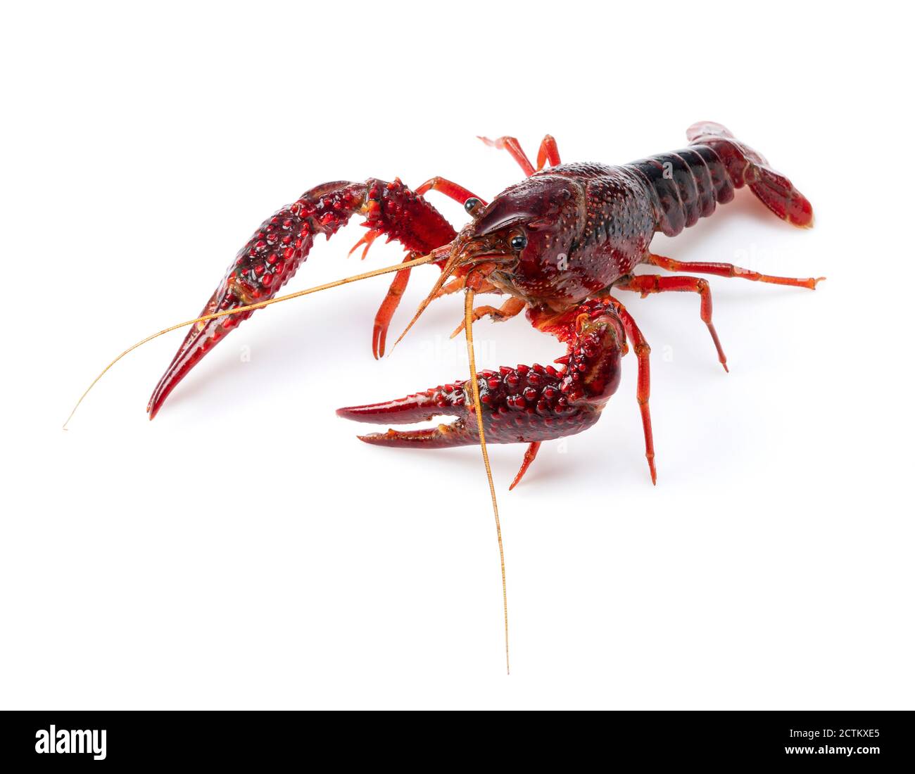 American crayfish on a white background Stock Photo - Alamy