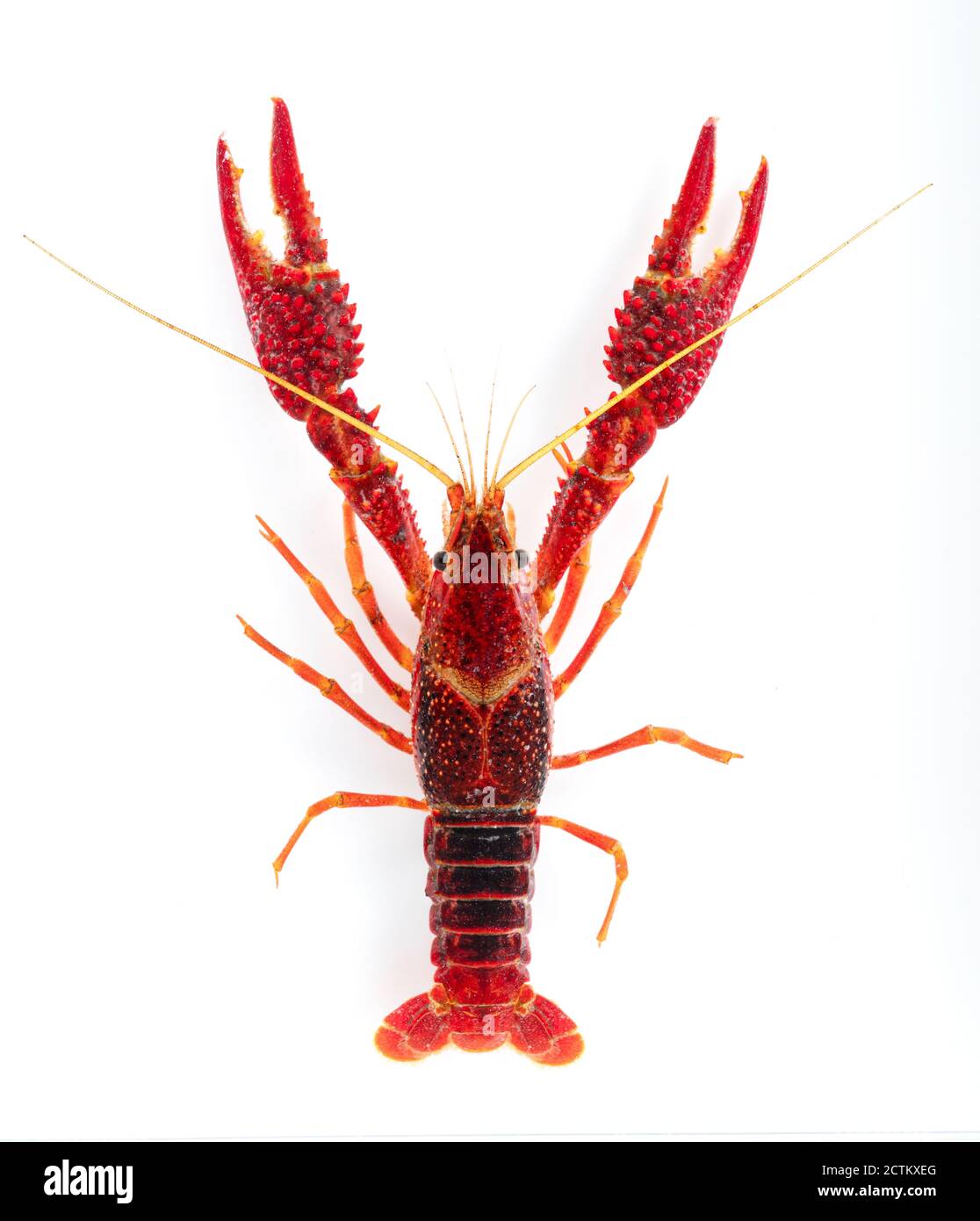 American crayfish on a white background Stock Photo - Alamy