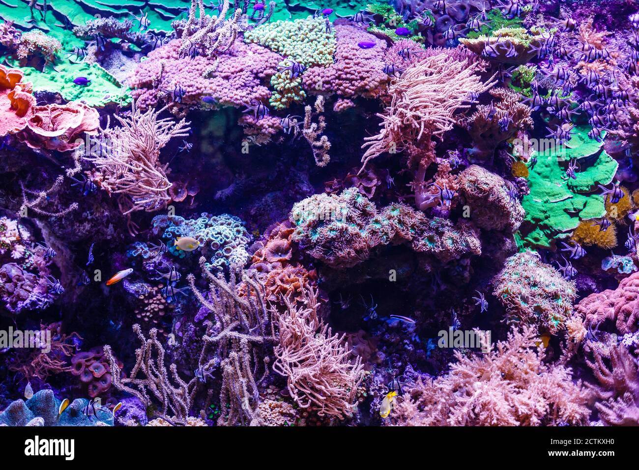 Little colorful fish, bright coral reef in aquarium. Underwater life ...