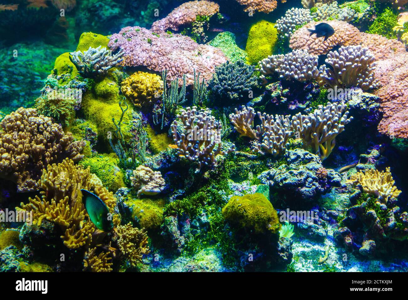 Photo of a coral colony Stock Photo - Alamy