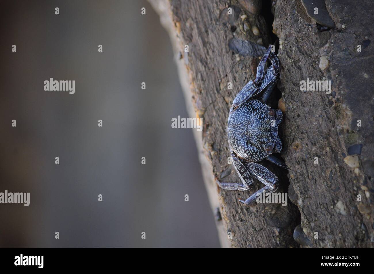 Cute crab hi-res stock photography and images - Alamy