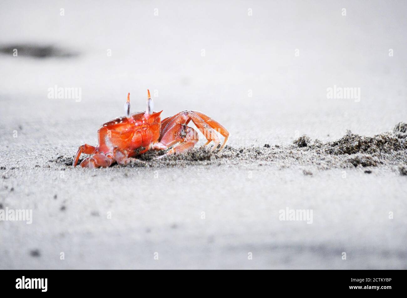Crab in the sand of the beach in Peru Stock Photo - Alamy