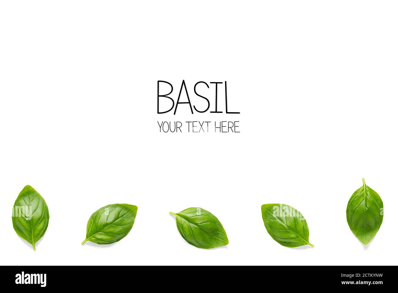 Creative layout with fresh basil leaves. Bunch and single basil leaf ...