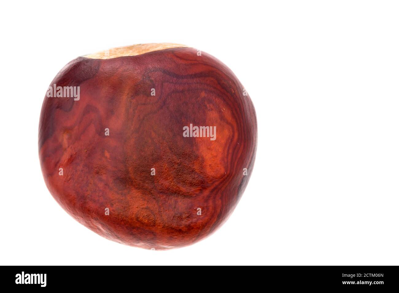 Single Buckeye Chestnut. Fresh conkers isolated on white background ...
