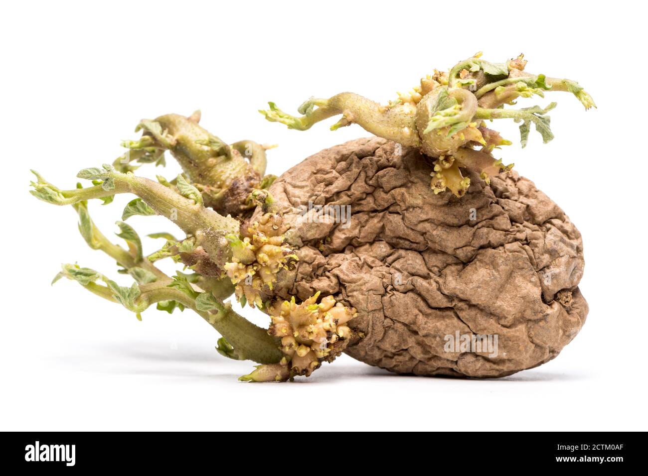 Old wrinkled Potato with green sprouts on white background Stock Photo ...