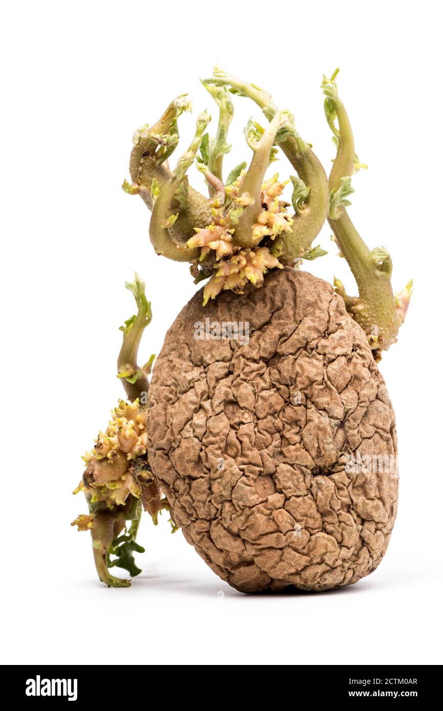 Wrinkled Potato High Resolution Stock Photography and Images - Alamy