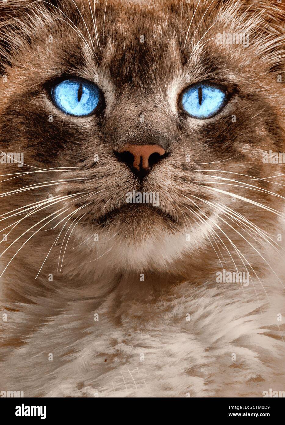 Light blue eyes hi-res stock photography and images - Alamy
