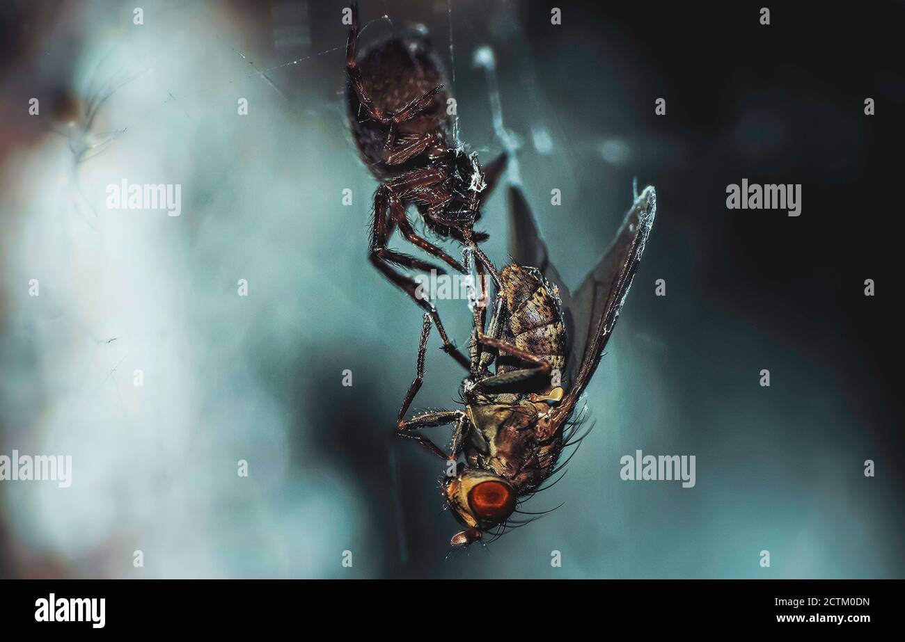Spider catch a fly in her spider web Stock Photo - Alamy