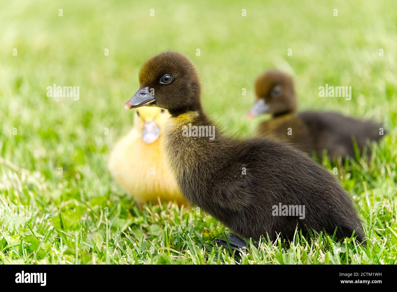 Small newborn ducklings walking on backyard on green grass. Yellow cute duckling running on ...