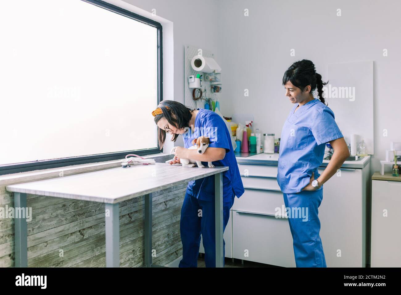 Veterinary with a dog for a review in the clinic Stock Photo - Alamy