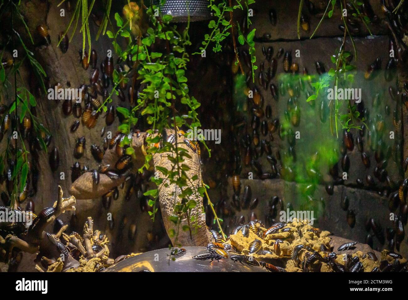 Closeup of the terrarium with beetles and termites Stock Photo - Alamy