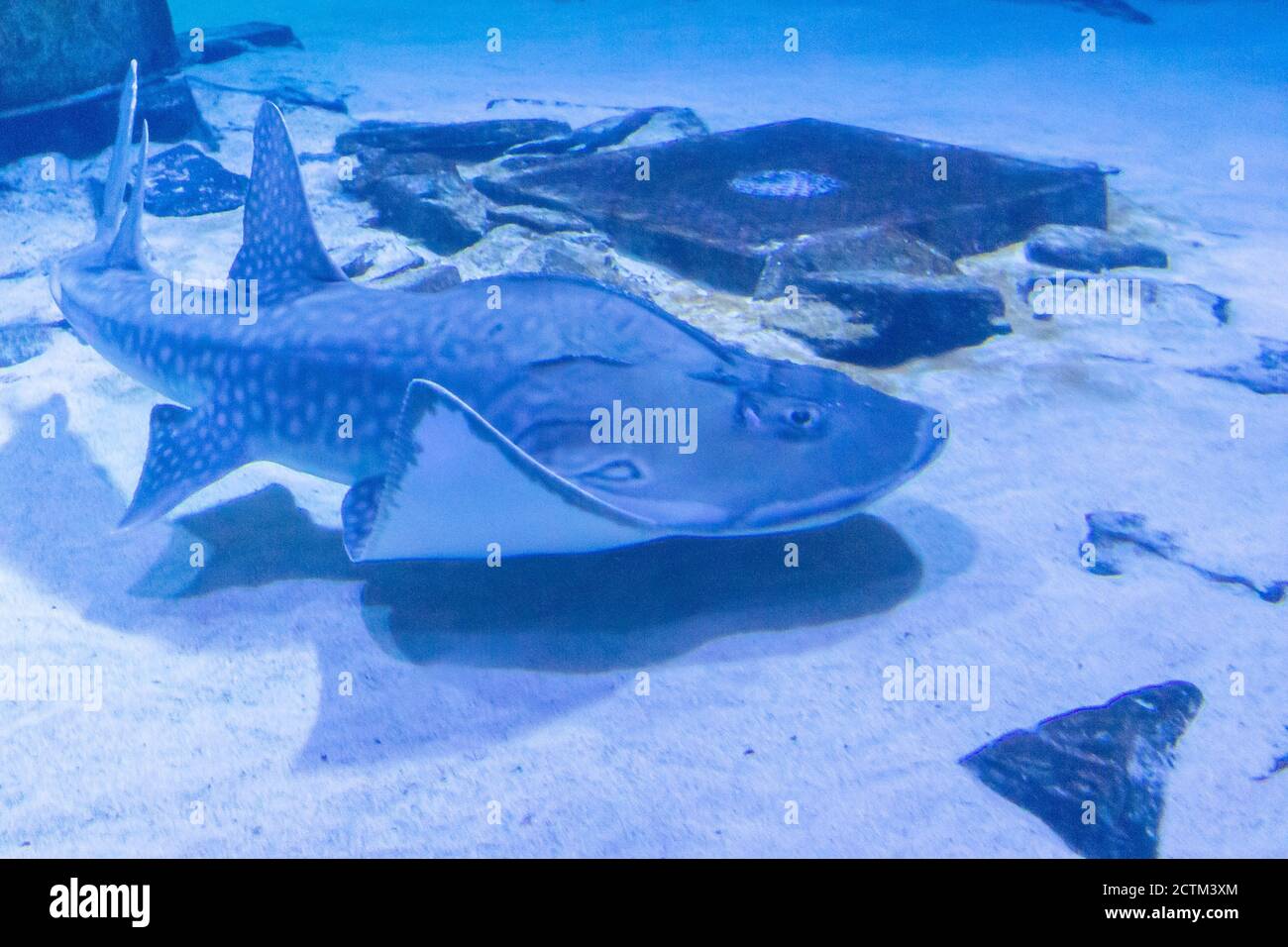 Closeup of Rhina ancylostoma swimming in the aquarium Stock Photo - Alamy