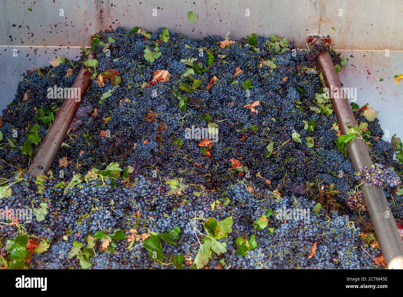 Grape hopper hi-res stock photography and images - Alamy