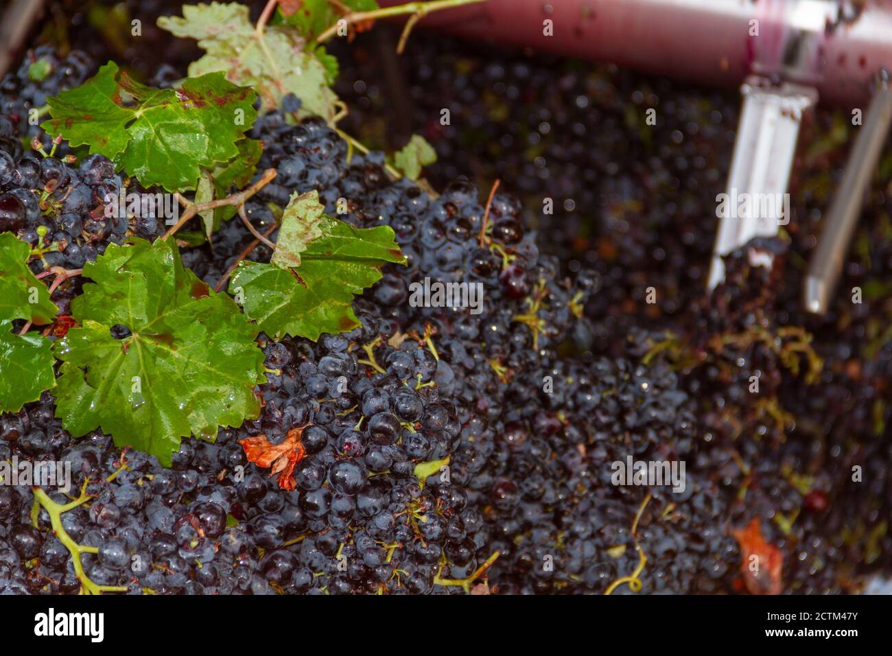 Grape hopper hi-res stock photography and images - Alamy