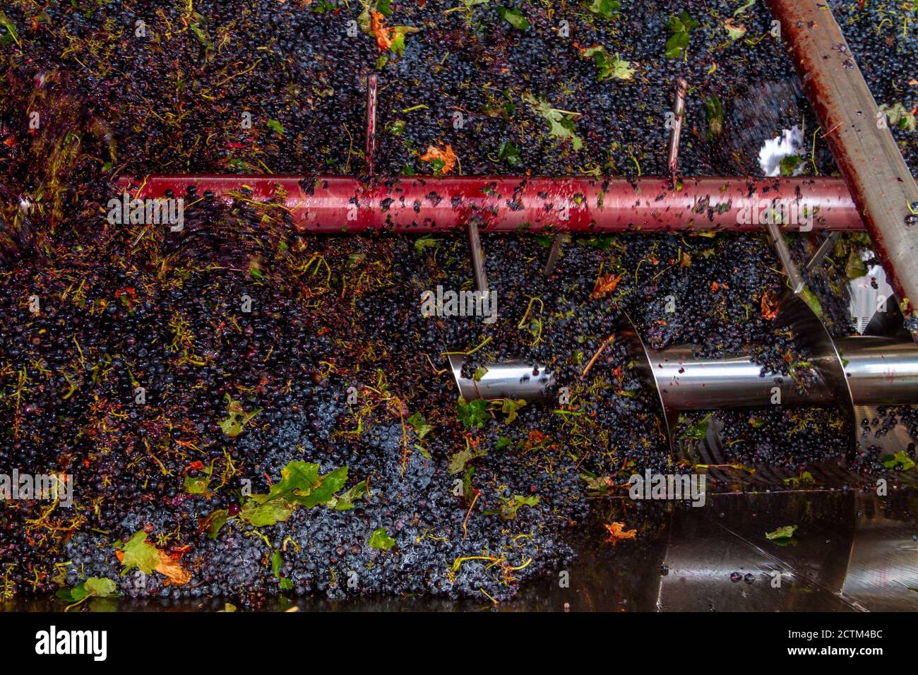 Grapes of the Bobal variety collected from the harvest just unloaded ...