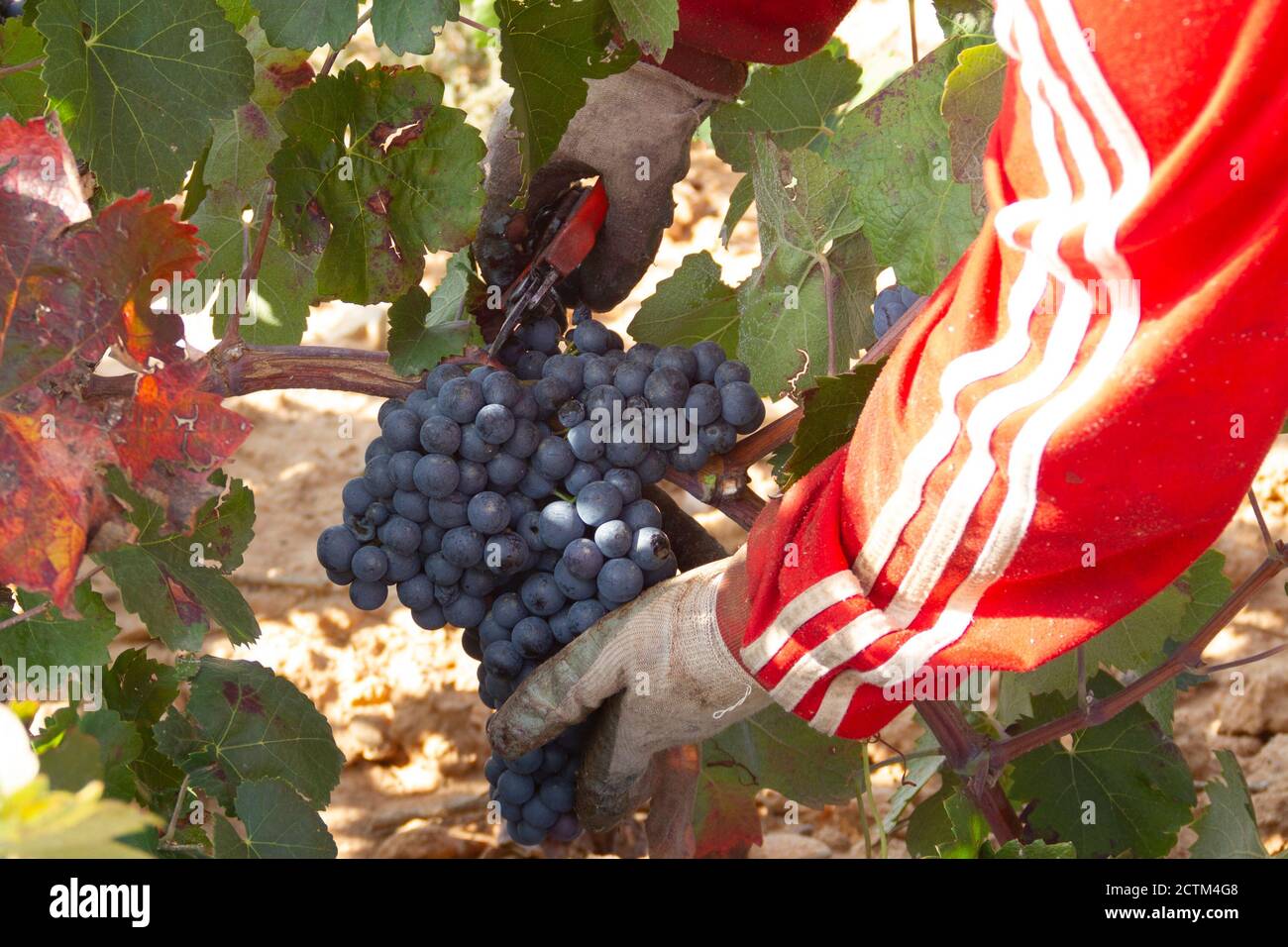Farmer cuts a bunch of Bobal red grapes near Fuentealbilla (Albacete ...