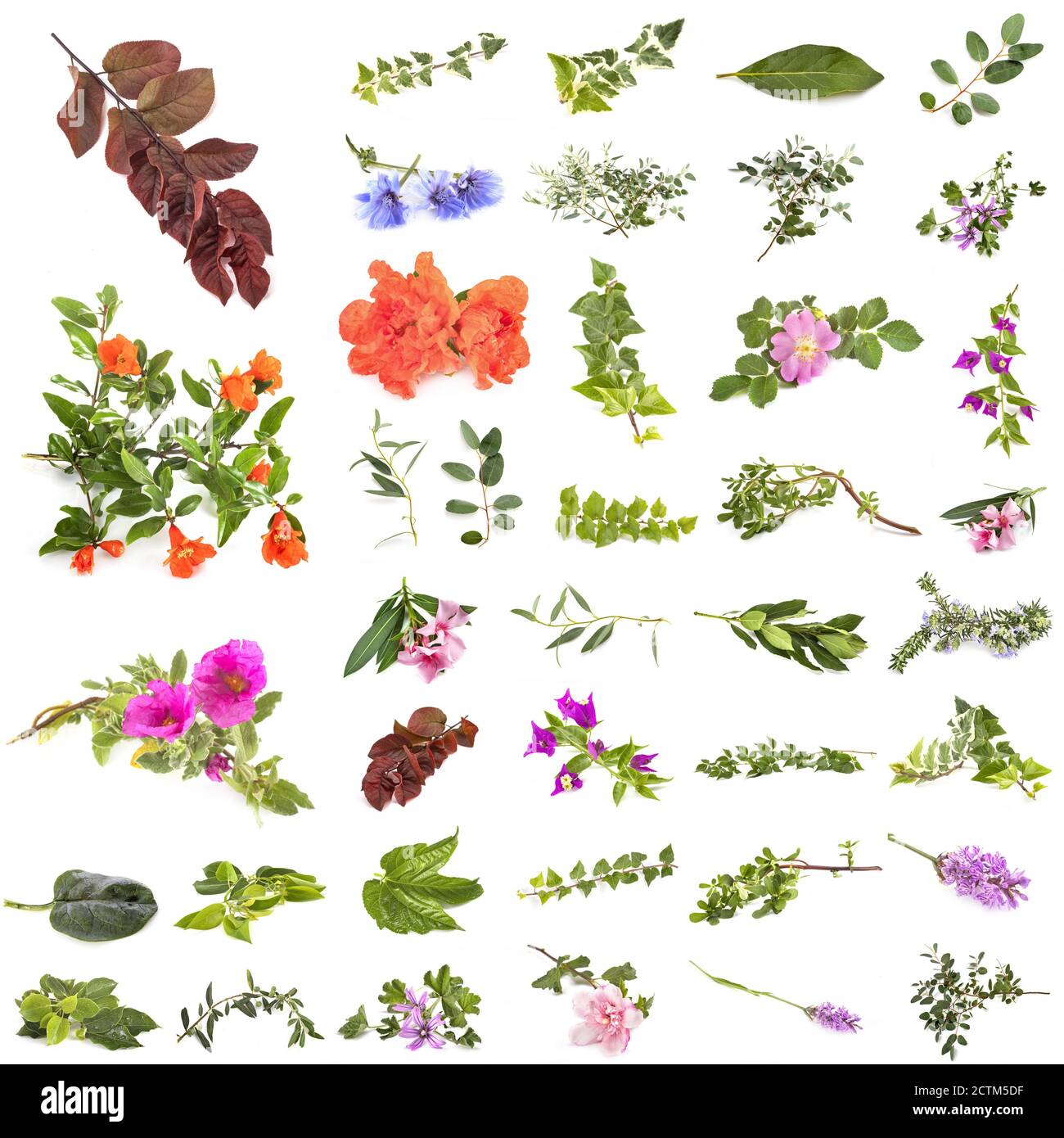 leaf and flowers in front of white background Stock Photo - Alamy