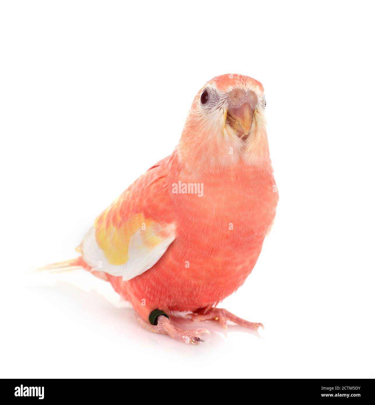 Bourke parrot in front of white background Stock Photo - Alamy