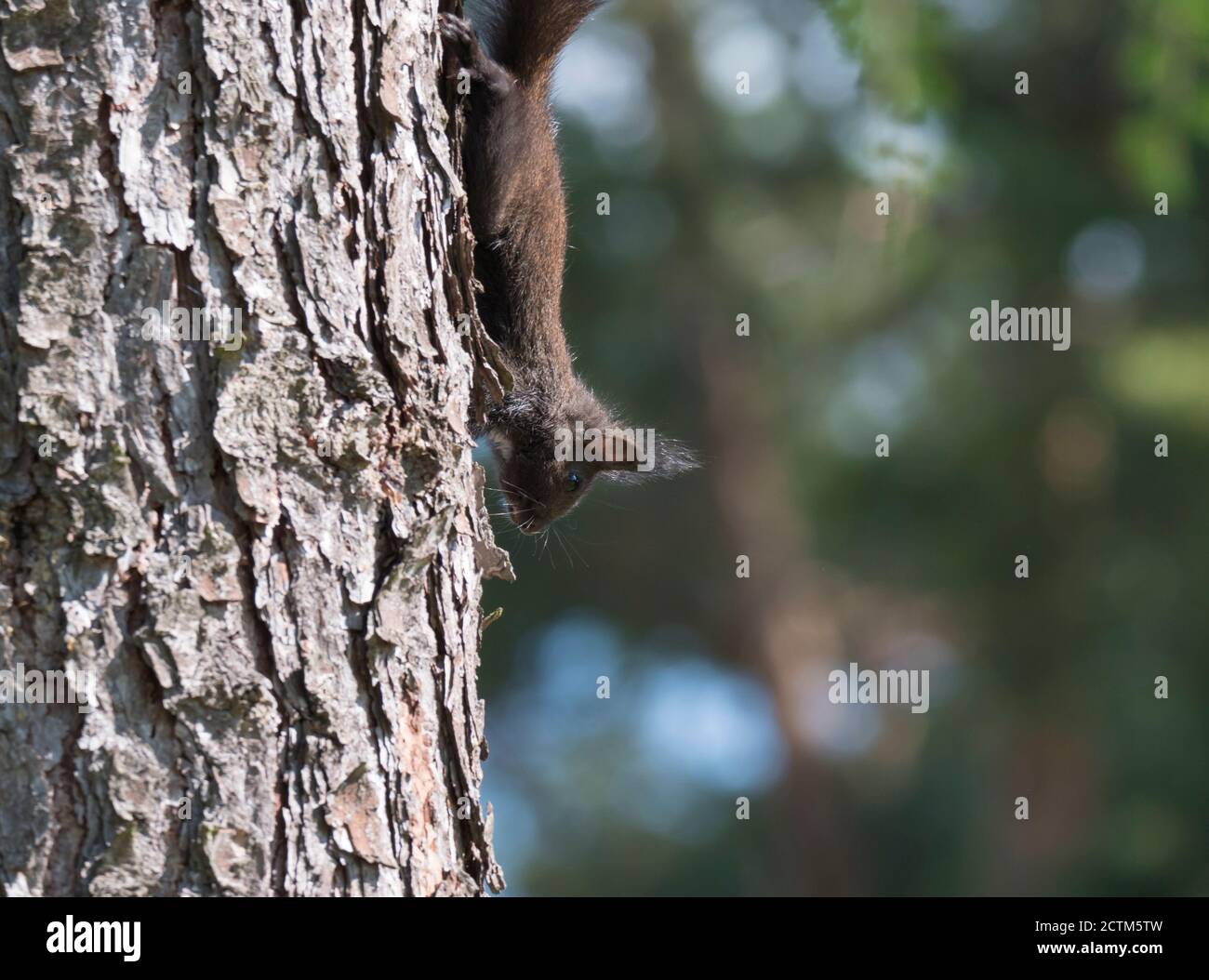 Close up cute black squirrel, Sciurus vulgaris climbing on the larch ...
