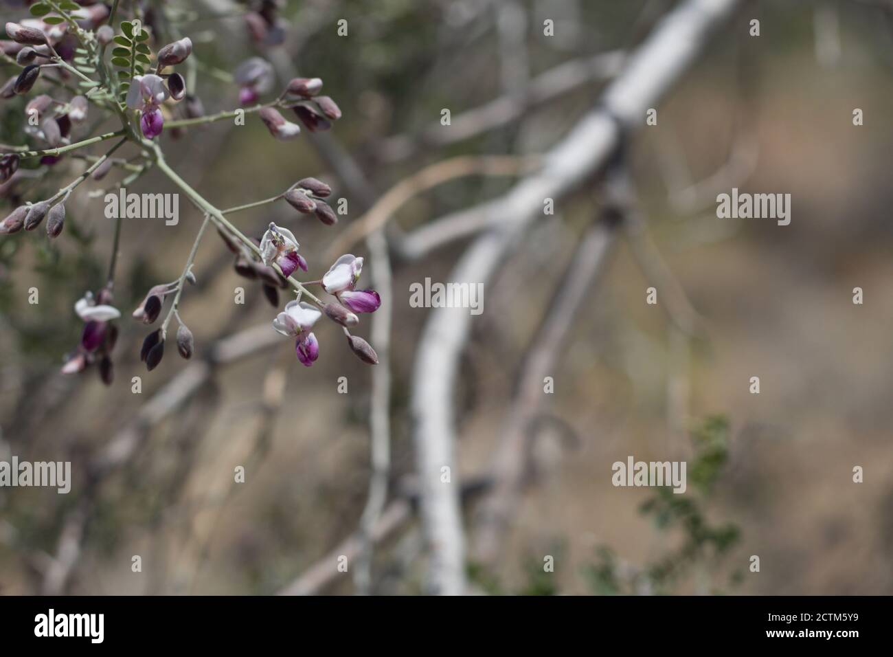 Purple raceme inflorescences, Desert Ironwood, Olneya Tesota, Fabaceae ...