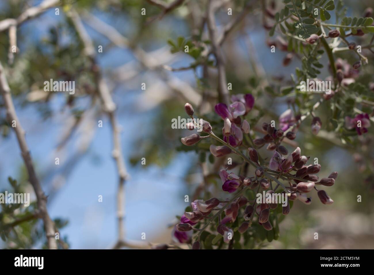 Purple raceme inflorescences, Desert Ironwood, Olneya Tesota, Fabaceae ...